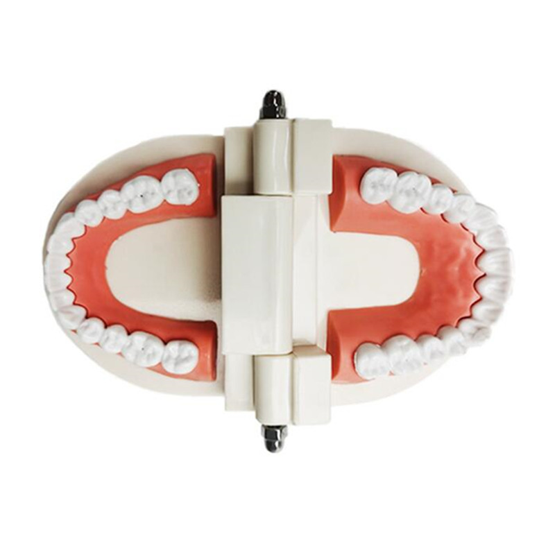 Dental Care Teeth Model Teaching Dentist Demonstration Tooth Model ...