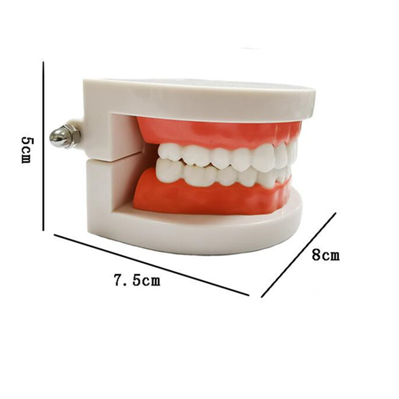Dental Care Teeth Model Teaching Dentist Demonstration Tooth Model ...